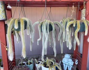 4” Pot Monkey’s Tail Cactus/ Cleistocactus Colademononis/hildewintera ...