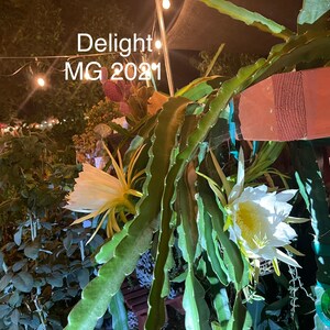 Well Rooted Delight Dragon Fruit red Skin Pink Flesh 16 - Etsy