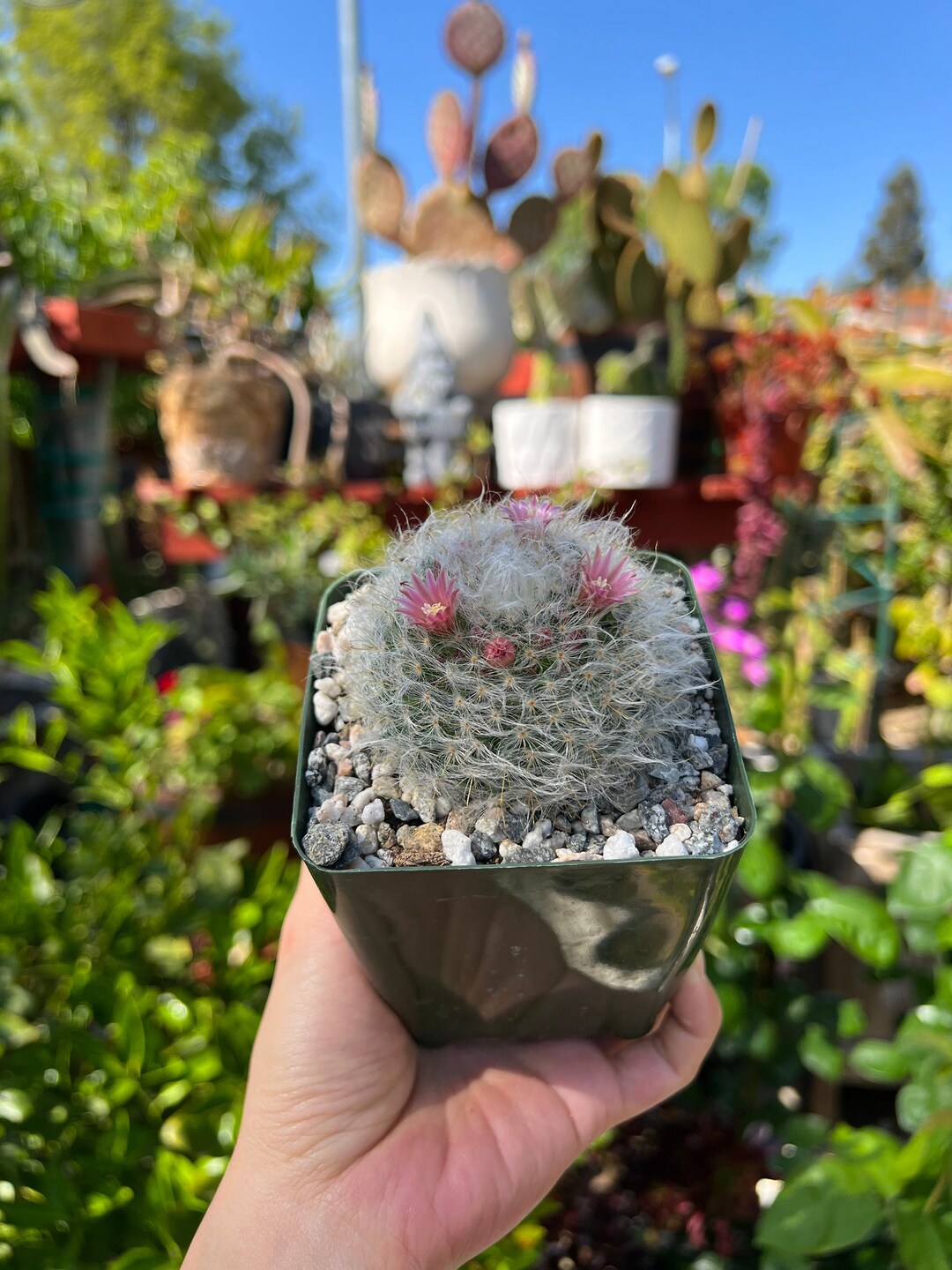Mammillaria Bocasana, ‘powder Puff’ Cactus, 4-inch Pot, Live Plant - Etsy