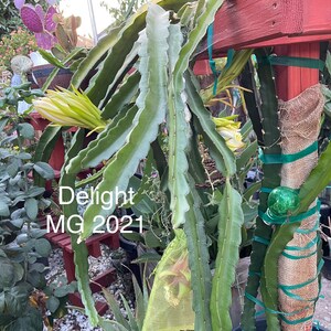 Well Rooted Delight Dragon Fruit red Skin Pink Flesh 16 - Etsy