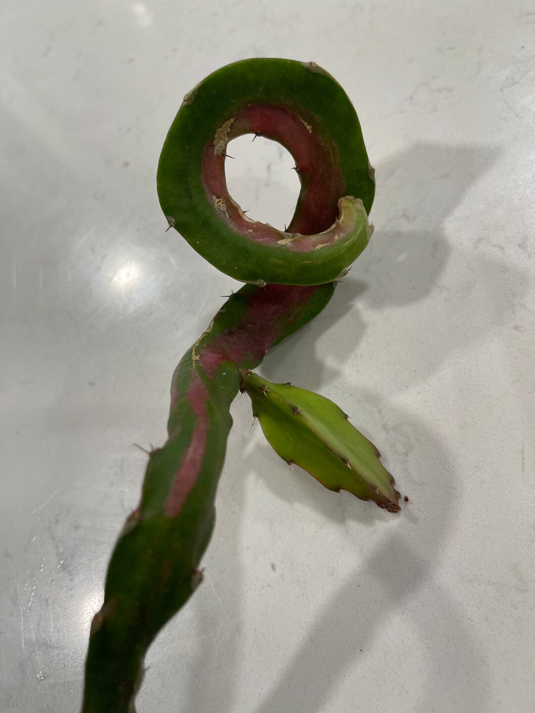 Flash Sale: Rare Mature Pink Chimera Dragon Cutting - Etsy