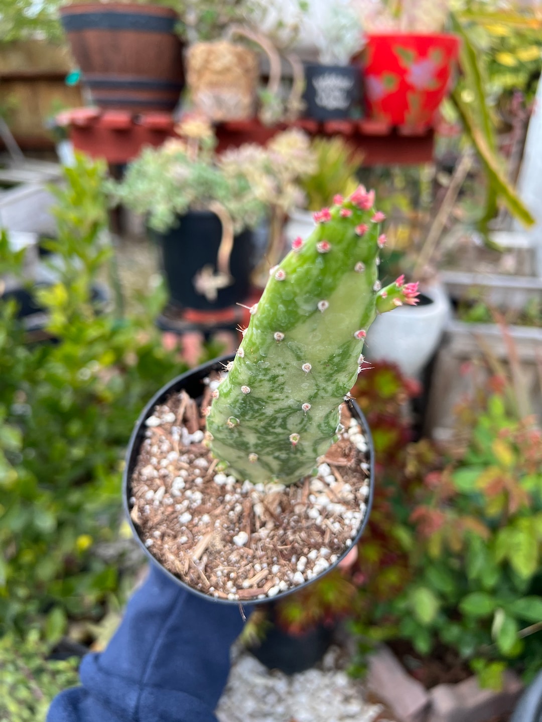 Opuntia Monacantha Variegata variegated Joseph's Coat, Cactus, Live ...