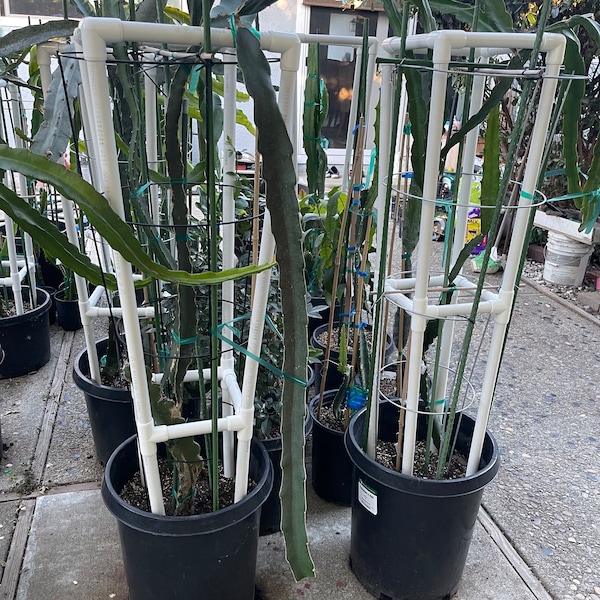 Dragon Fruit Trellis - Etsy