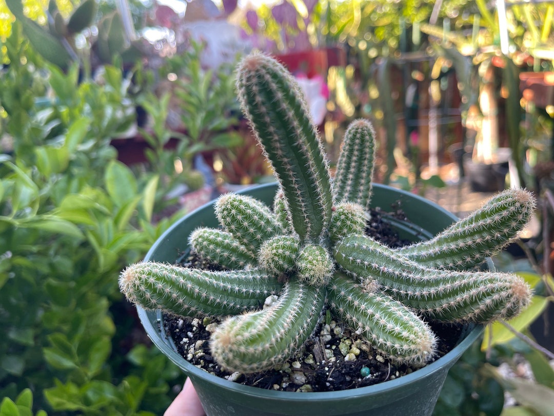 Chamaecereus Silvestrii (echinopsis Chama) Peanut Cactus in 6" Pot ...
