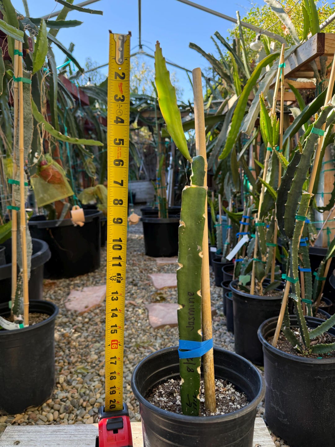 Jasmine don Burnett s Hybrid Grafted Dragon Fruit Live Plant B - Etsy