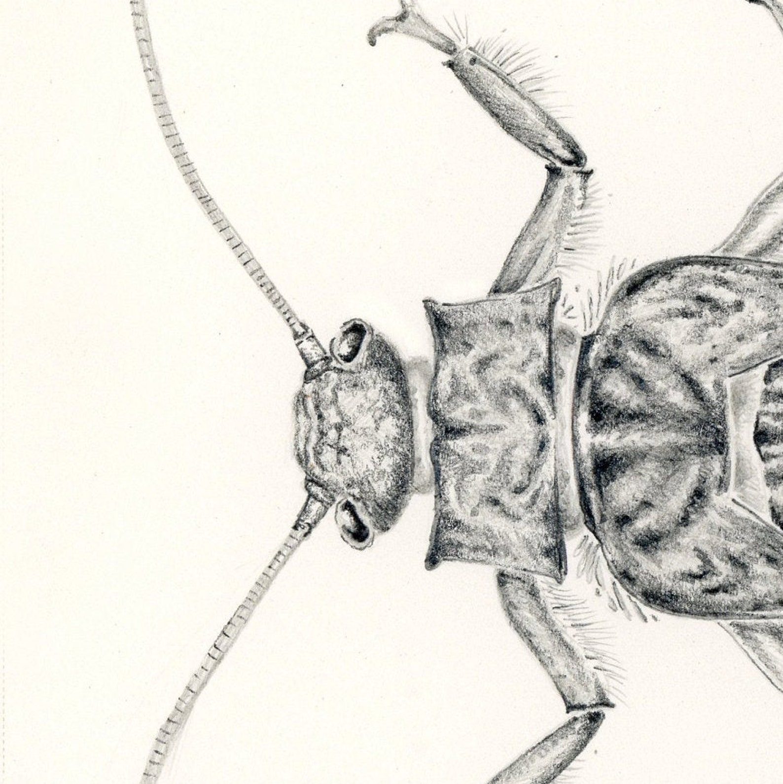 Pteronarcys Dorsata Nymph Print - Giant Stonefly. American Salmonfly ...
