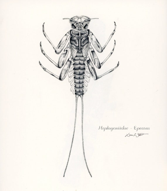Mayfly Larvae Drawing