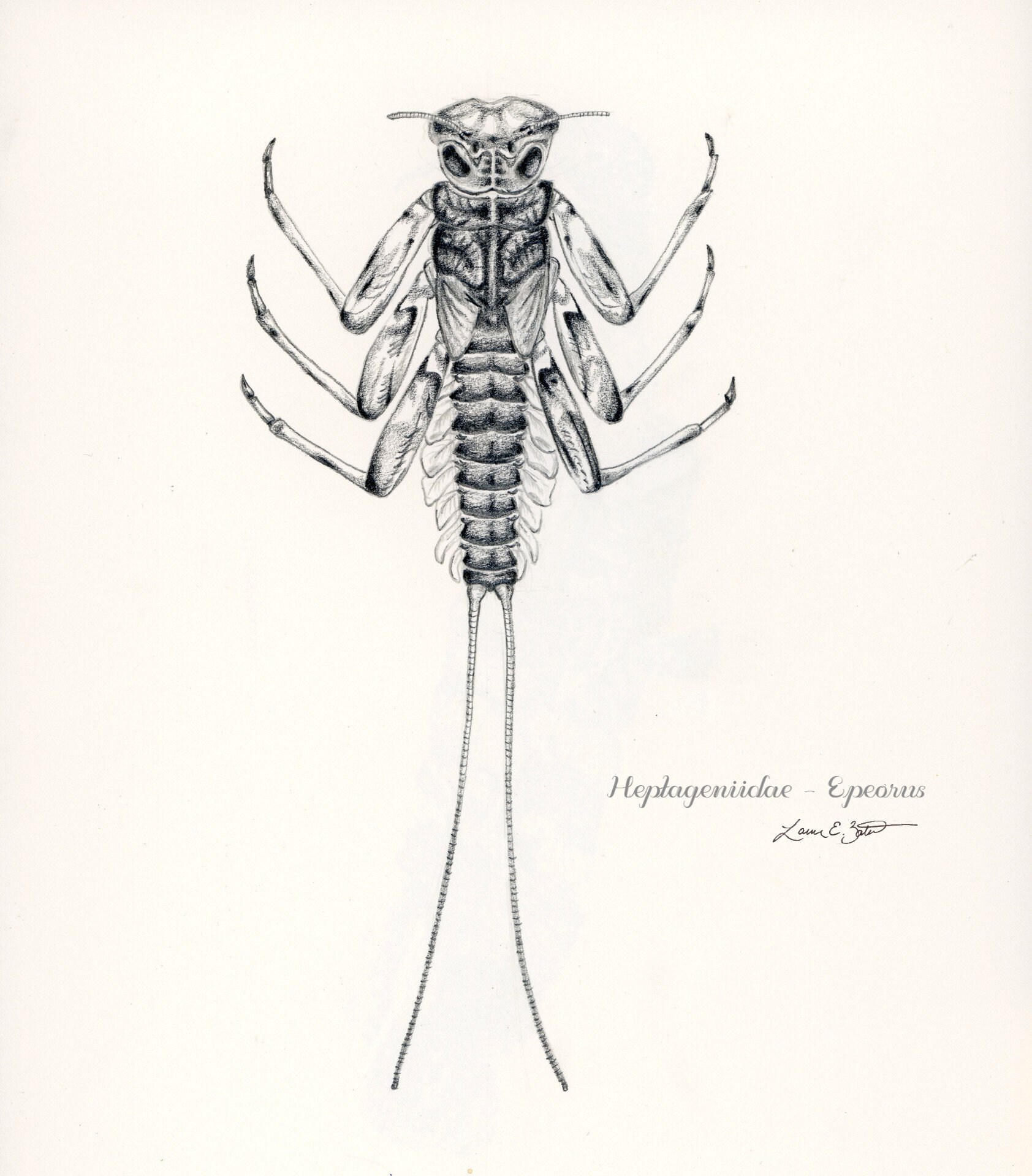 Mayfly Nymph