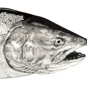 Chinook Salmon Ink Drawing - Print - Etsy