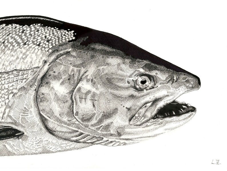 Chinook Salmon Ink Drawing - Print - Etsy