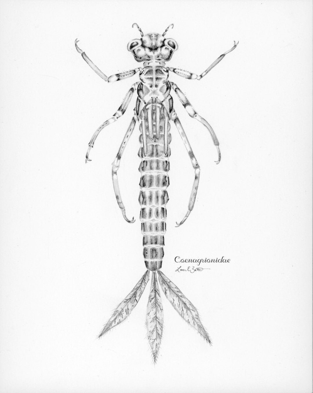 Damselfly Nymph Drawing