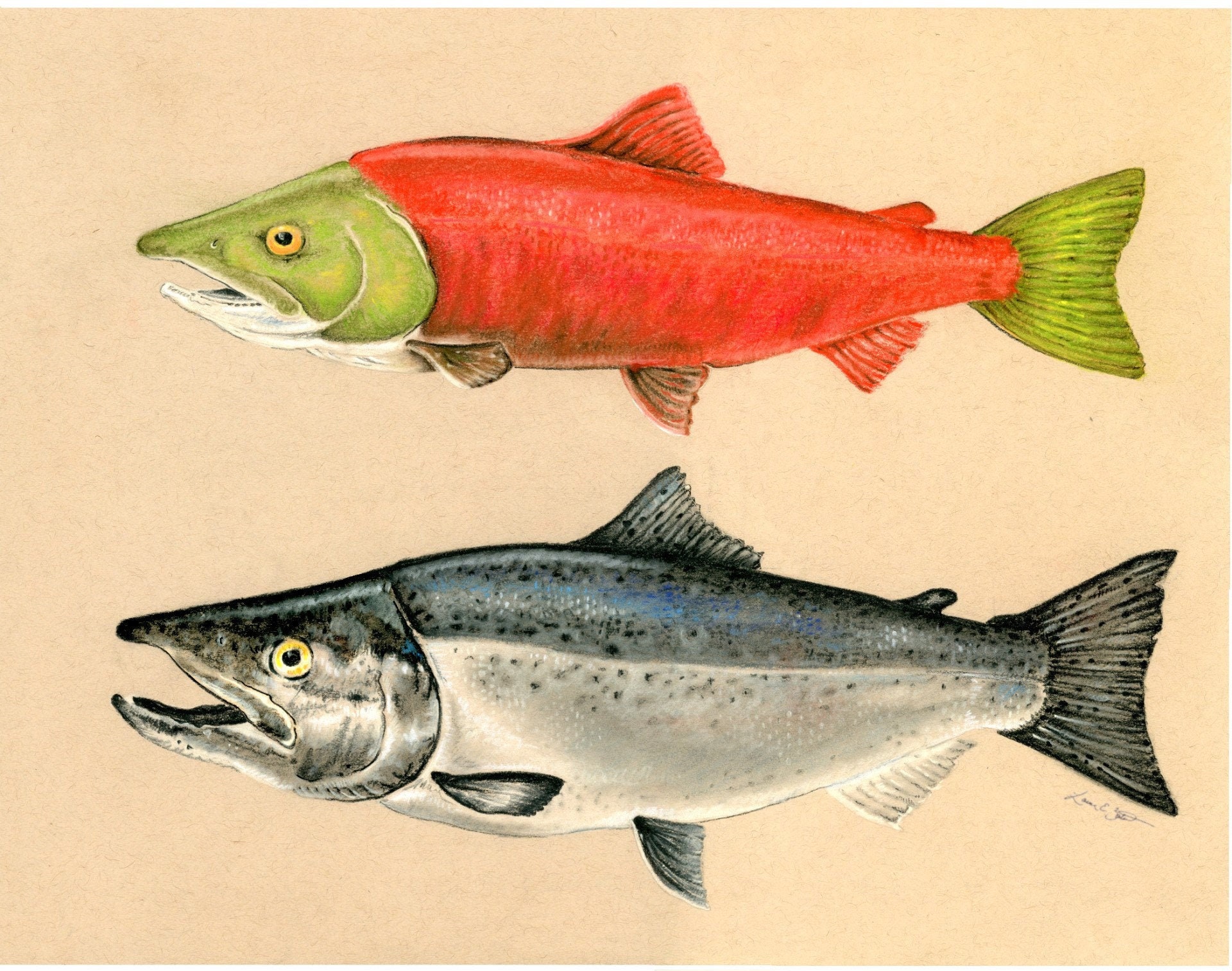 Chinook King Spring Salmon