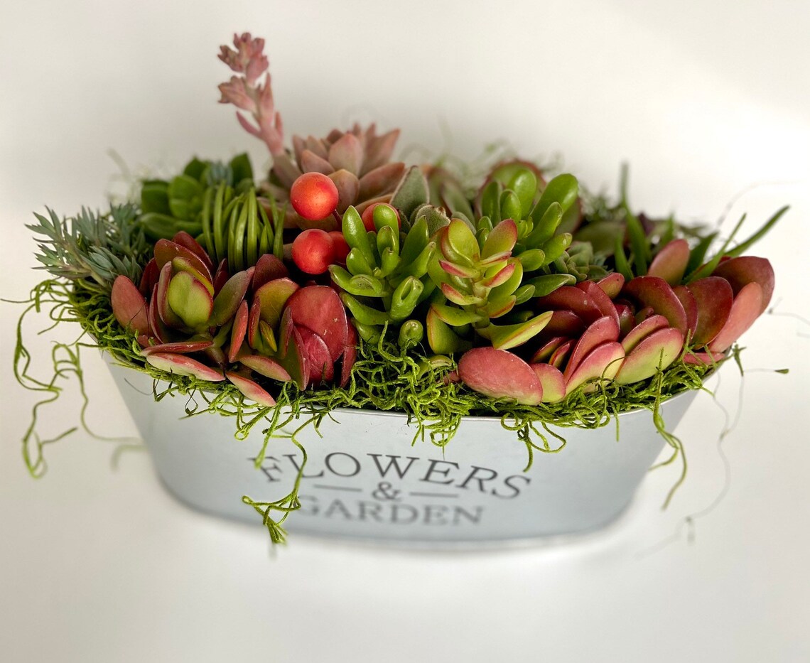 Vintage Farm Style Succulent Arrangement in Galvanized Oval | Etsy