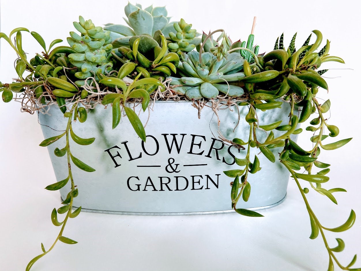 Vintage Farm Style Succulent Arrangement in Galvanized Oval | Etsy