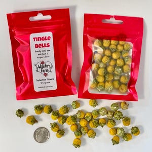 Holiday Spilanthes Buzz Button Flowers - Tingle Bells & Electric Love ...