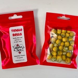 Holiday Spilanthes Buzz Button Flowers - Tingle Bells & Electric Love ...