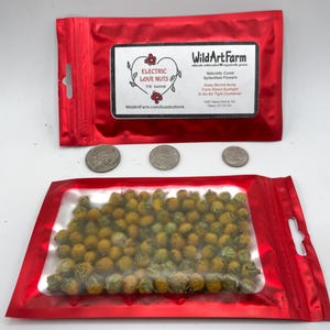 Holiday Spilanthes Buzz Button Flowers - Tingle Bells & Electric Love ...