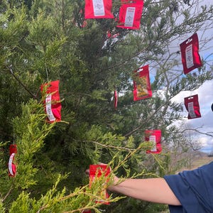 Holiday Spilanthes Buzz Button Flowers - Tingle Bells & Electric Love ...