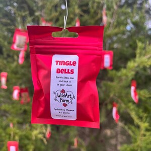 Holiday Spilanthes Buzz Button Flowers - Tingle Bells & Electric Love ...