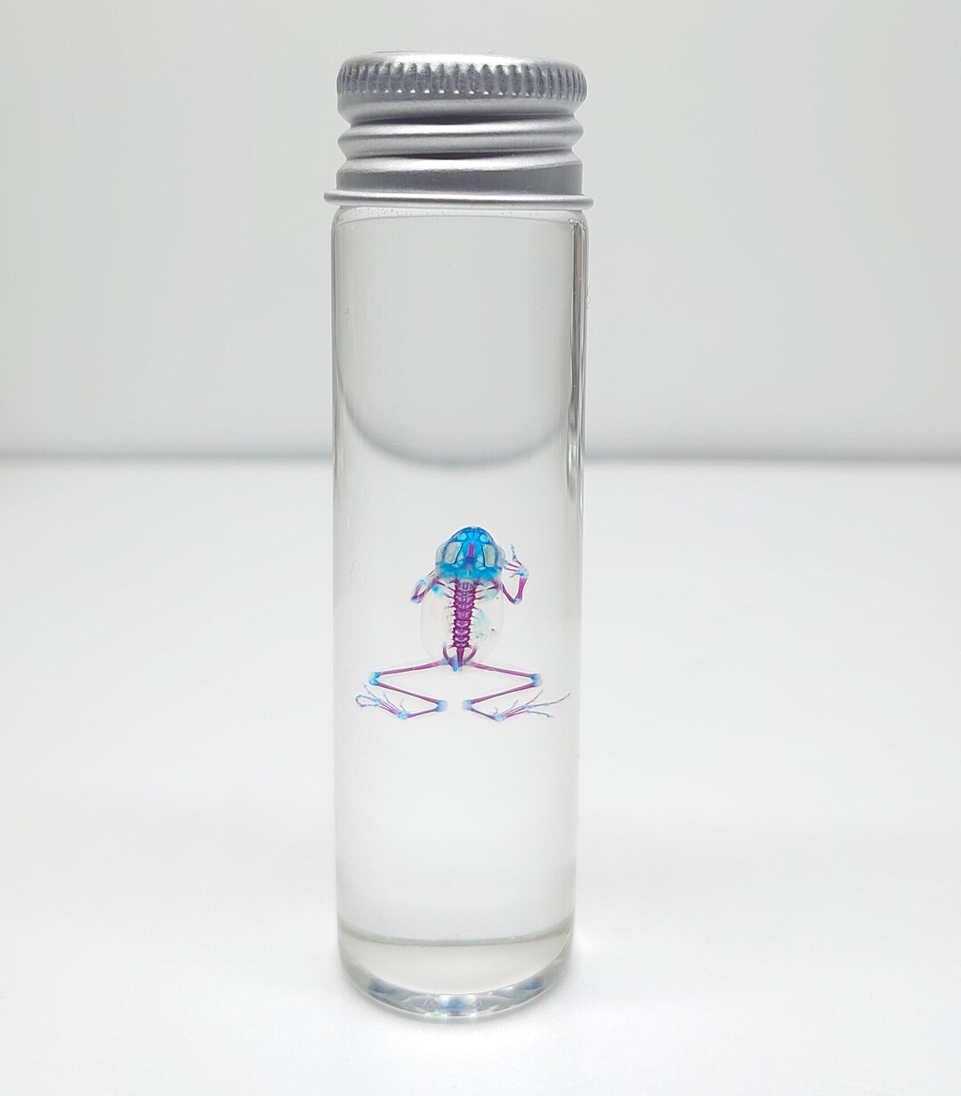 Diaphonized Specimen. Japanese Tree Frog. Skeleton. - Etsy