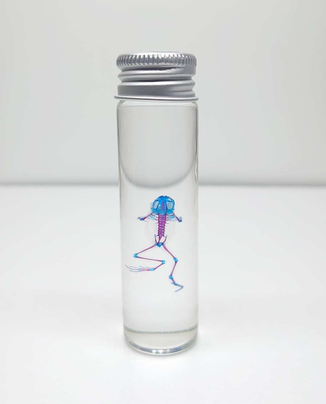 Diaphonized Specimen. Japanese Tree Frog. Skeleton. - Etsy