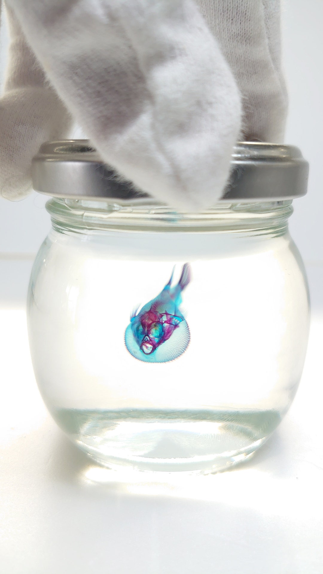 Diaphonized Specimen. Diaphonized Puffer Fish. Balloon Fish. Skeleton ...