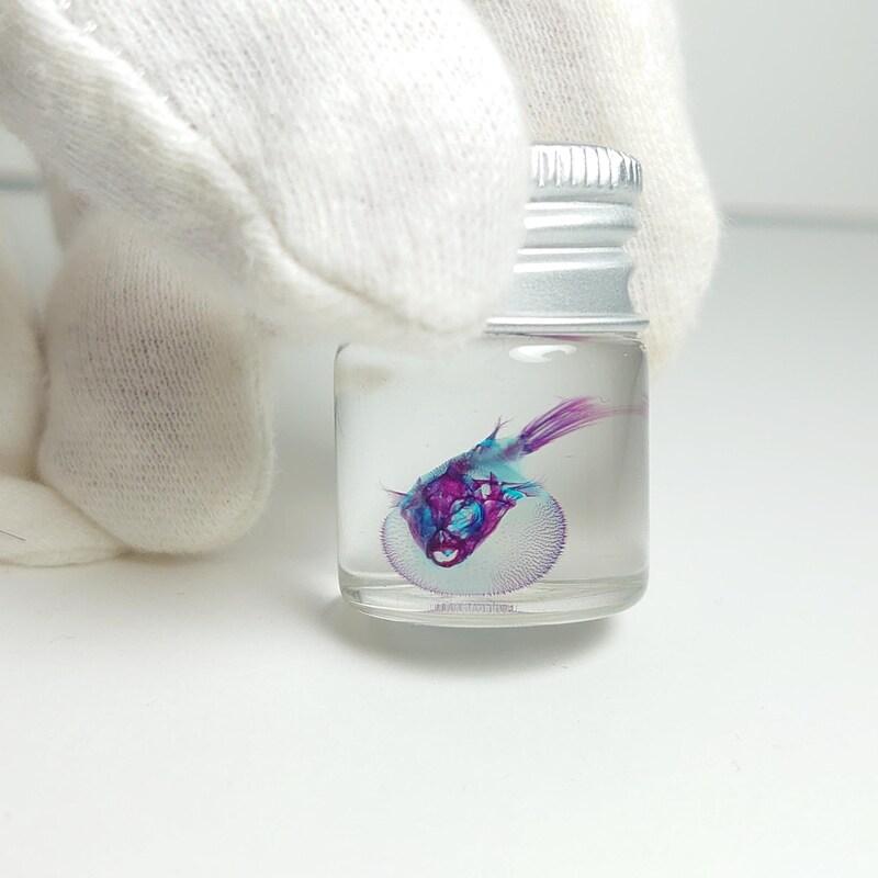 Diaphonization - Etsy