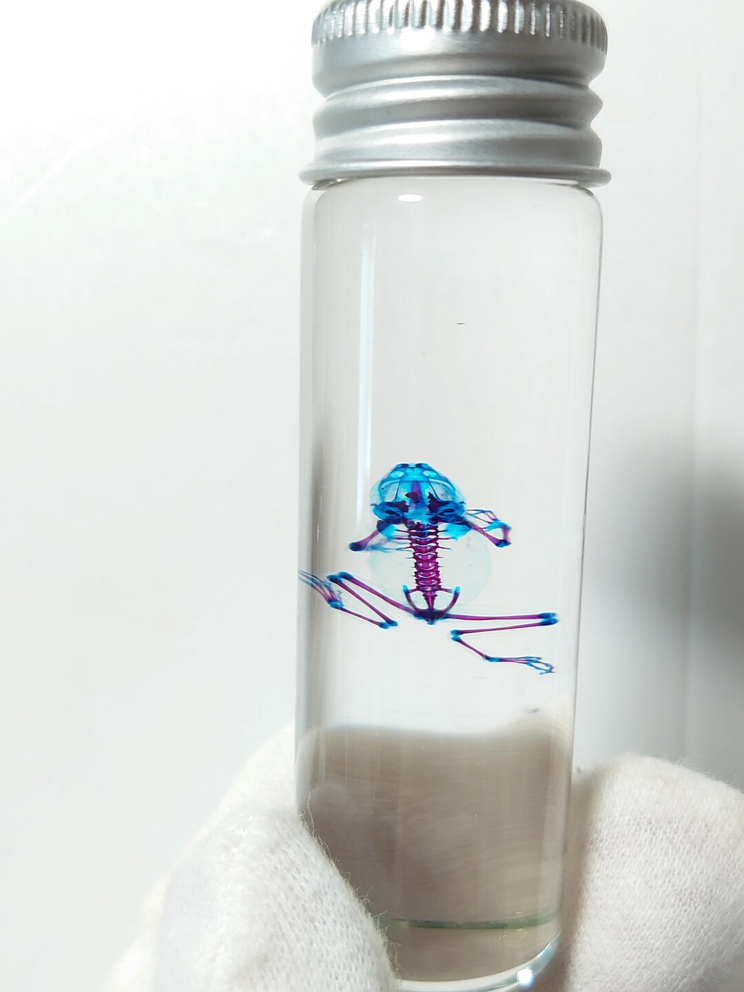 New Species diaphonized Specimen. Japanese Tree Frog. Skeleton. - Etsy