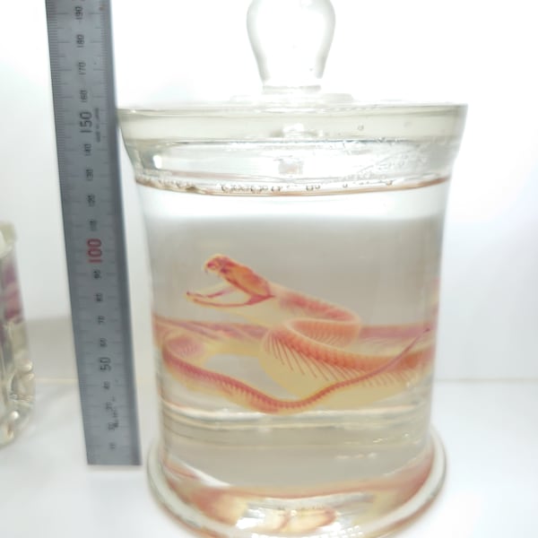 Diaphonized Snake - Etsy