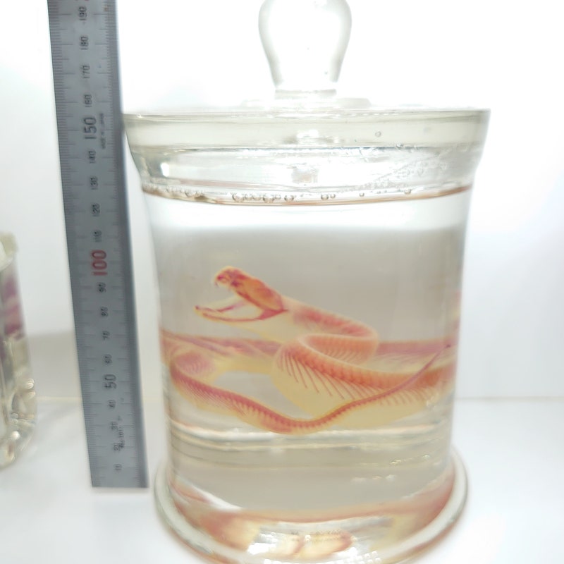 Diaphonization - Etsy