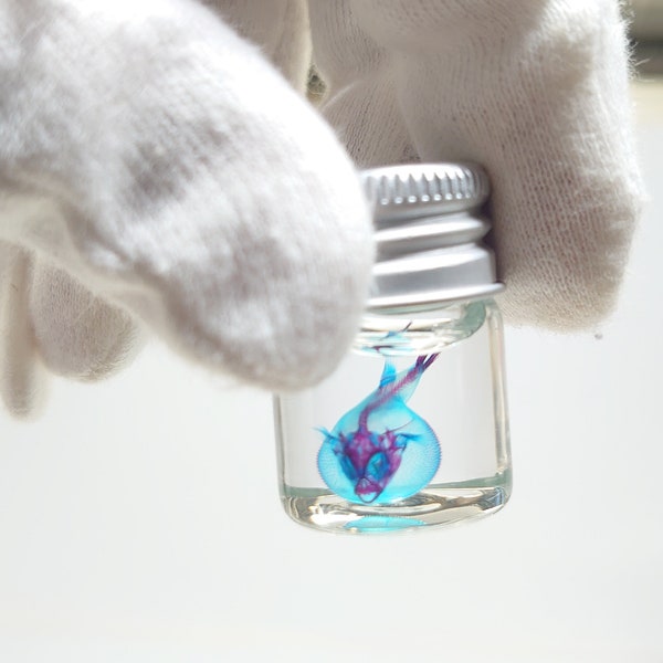 Diaphonization - Etsy