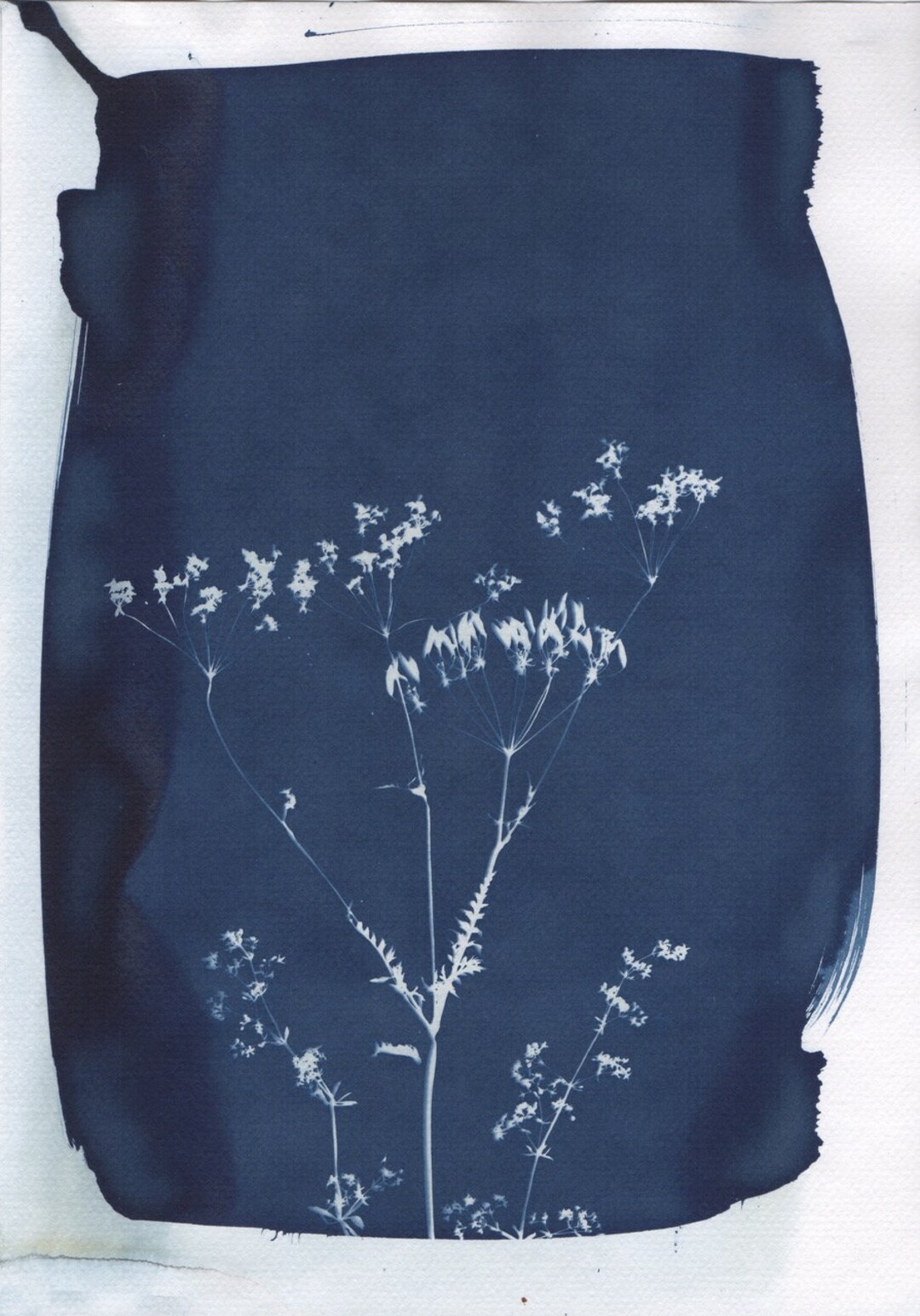 Cyanotype Country Flowers A4 - Etsy