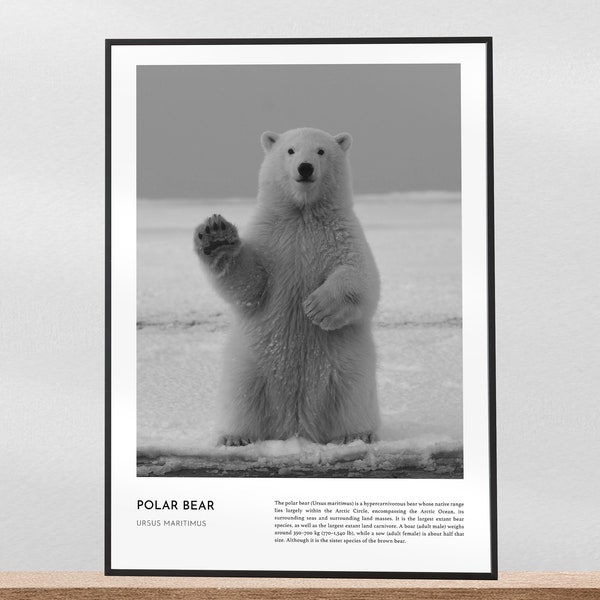 Polar Bear Poster - Etsy