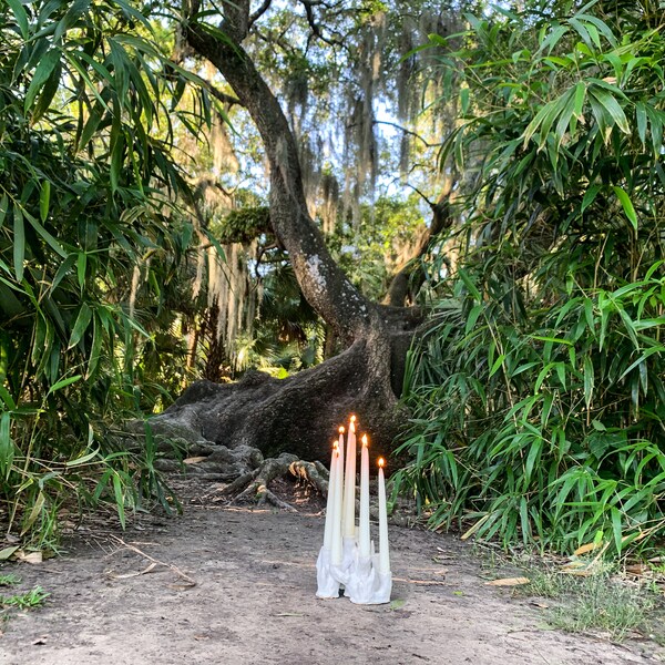 Cypress Knees - Etsy