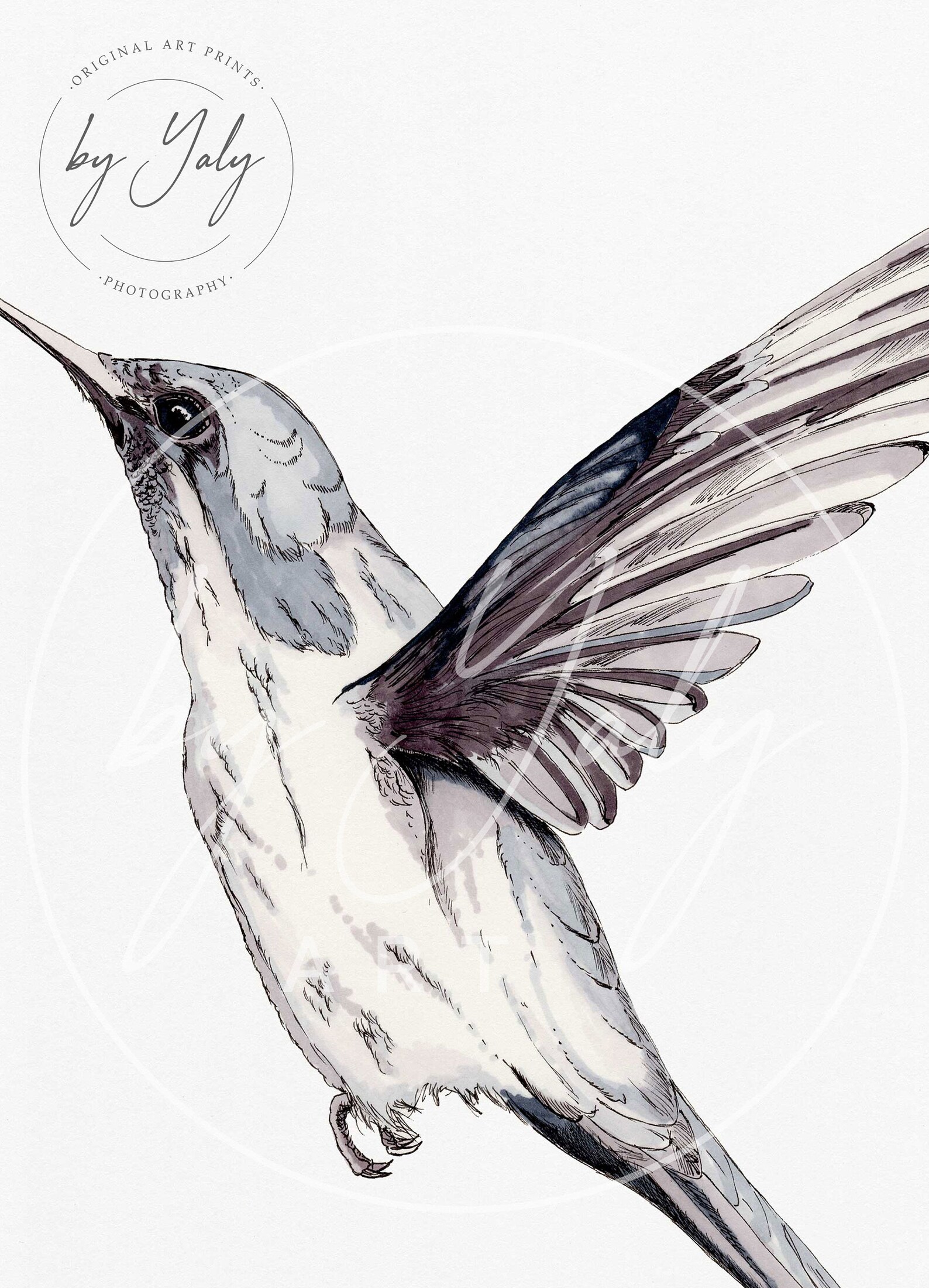 Hummingbird Illustration, Hummingbird Art Print, Hummingbird Drawing ...