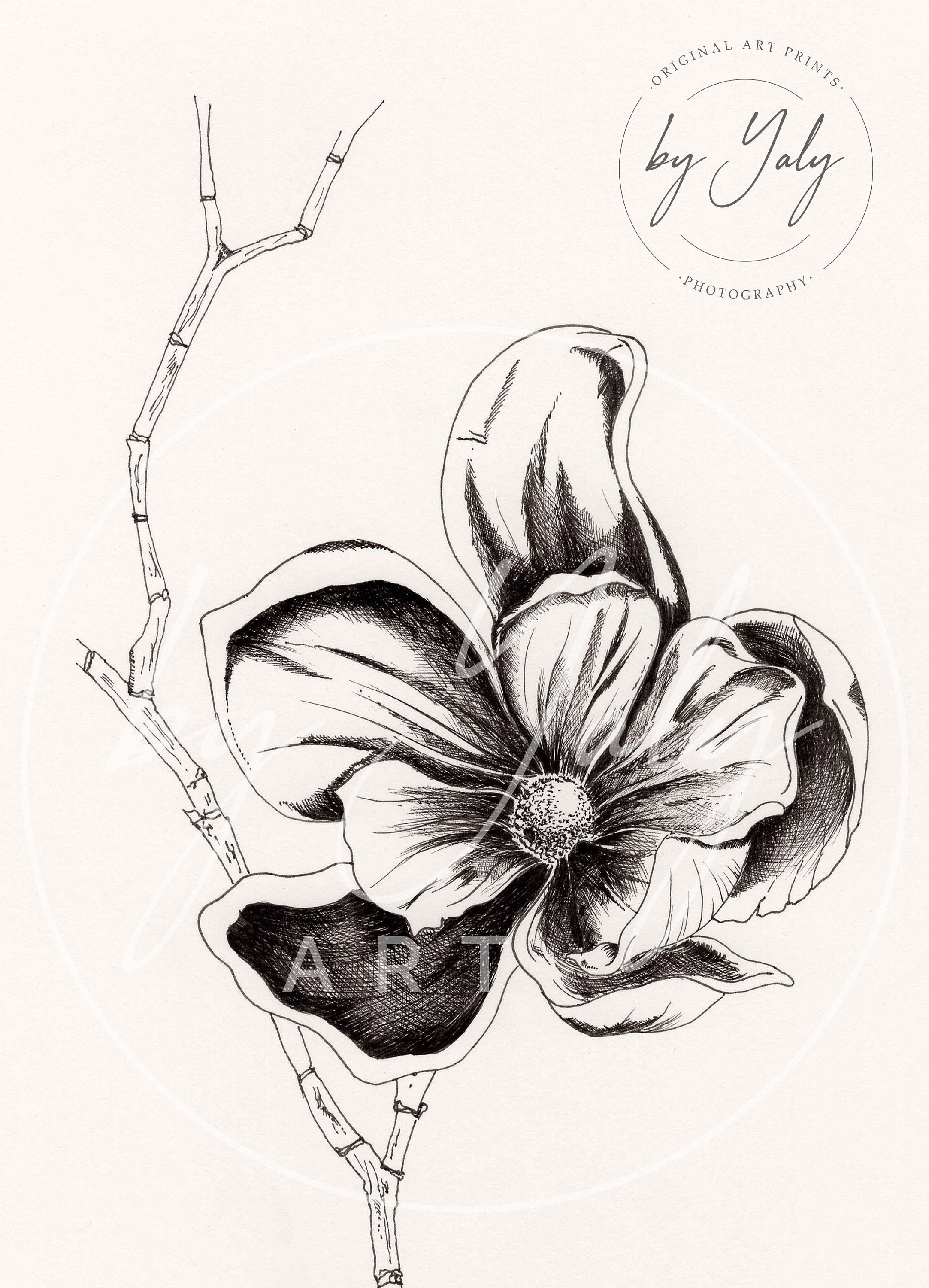 Magnolia Hand Drawn Ink Illustration, Black Ink Magnolia Wall Art Print ...