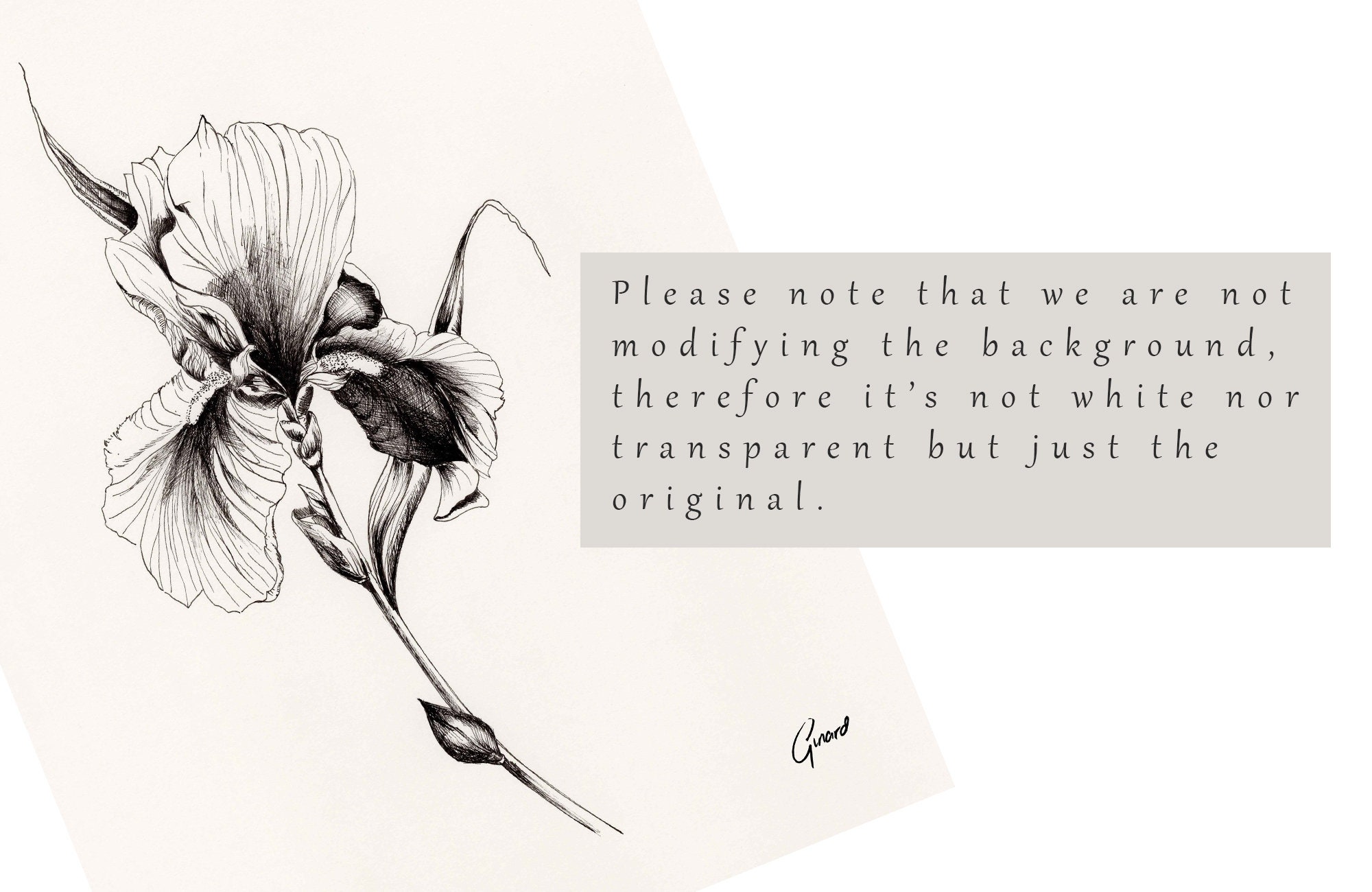 Magnolia Hand Drawn Ink Illustration, Black Ink Magnolia Wall Art Print ...