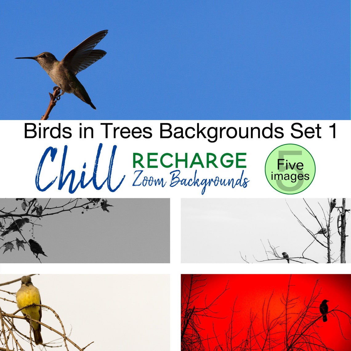 Birds in Trees Set 1 Zoom Online Meeting Backgrounds 16:9 Virtual ...