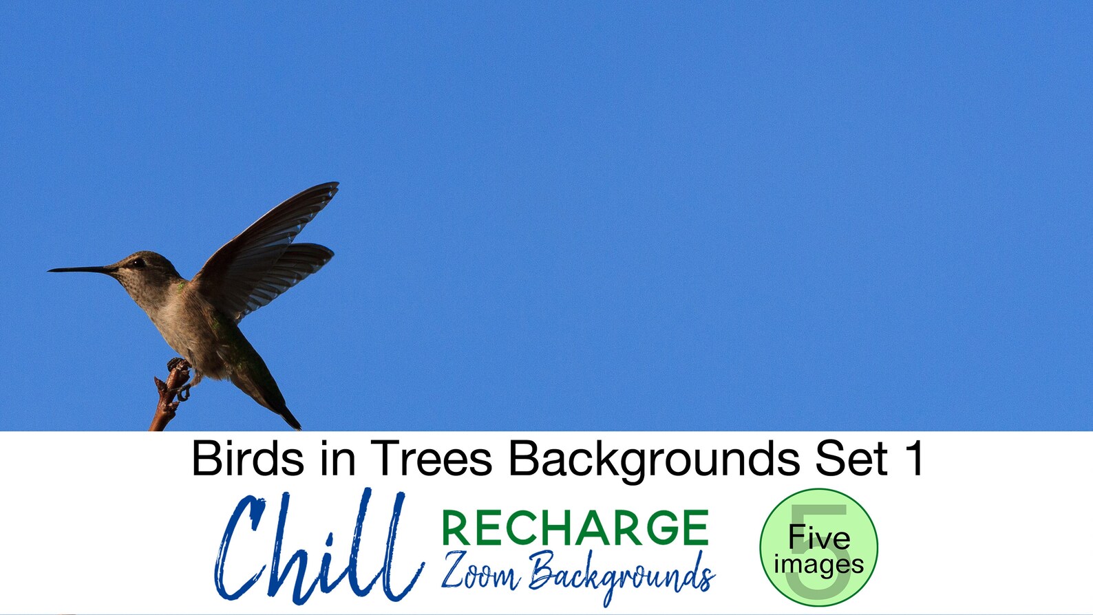 Birds in Trees Set 1 Zoom Online Meeting Backgrounds 16:9 Virtual ...