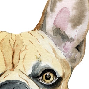Watercolor Digital French Bulldog Clipart Water Color Dog - Etsy