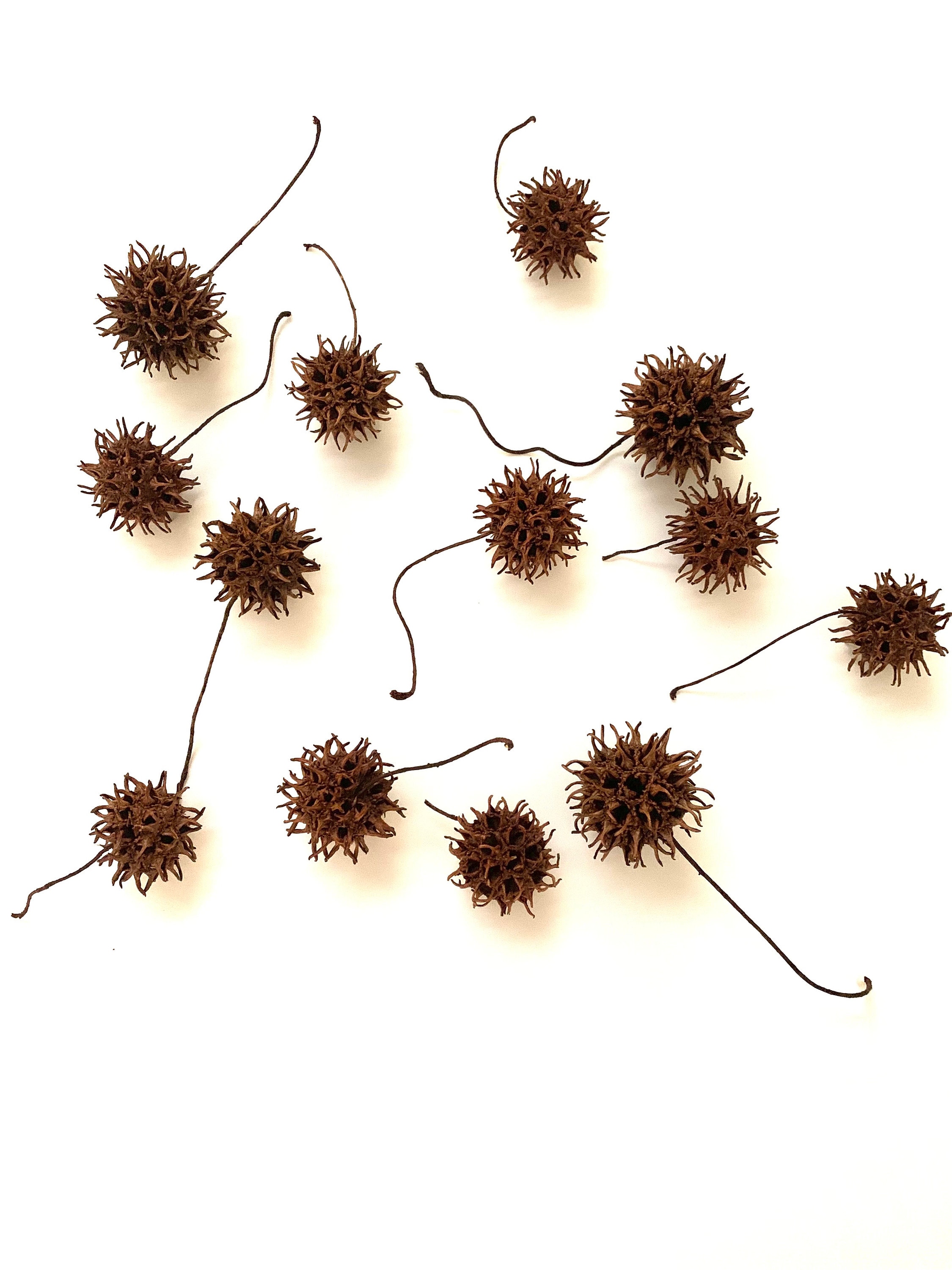 Dried Sweet Gum Balls: Natural Spiked Seed Pods for Crafts - Etsy