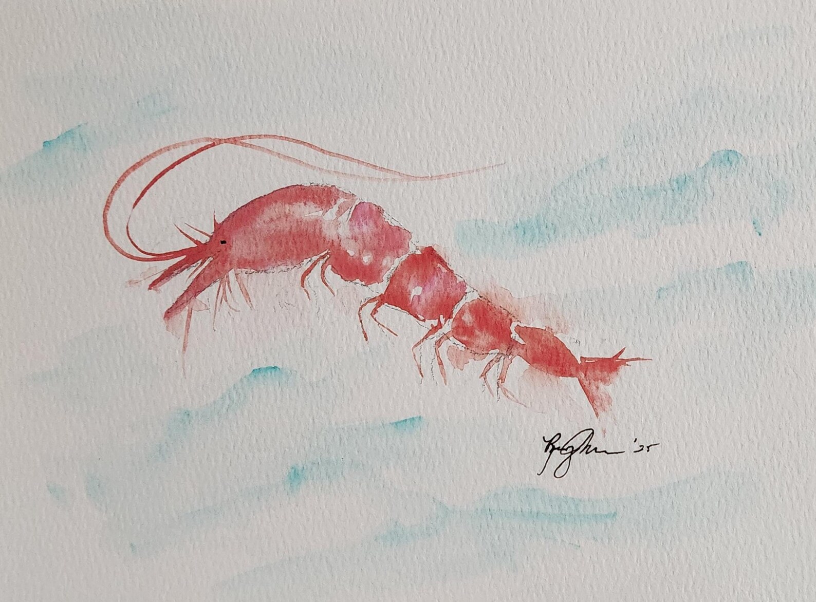 Original Watercolor Painting of a Shrimp, Sea Life Art, Coastal Living ...