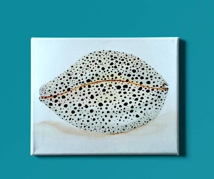 Cowrie Sea Shell Watercolor Painting Ocean Life Art Coastal - Etsy New ...