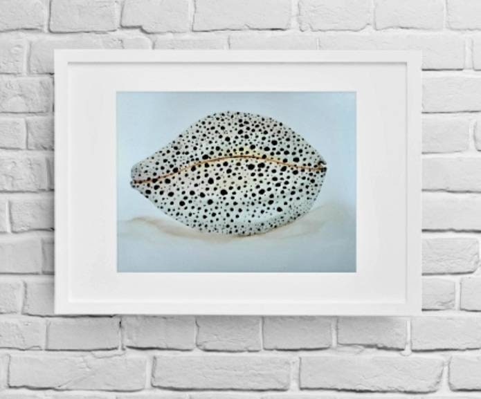 Cowrie Sea Shell Watercolor Painting Ocean Life Art Coastal - Etsy New ...
