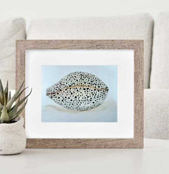 Cowrie Sea Shell Watercolor Painting Ocean Life Art Coastal - Etsy New ...