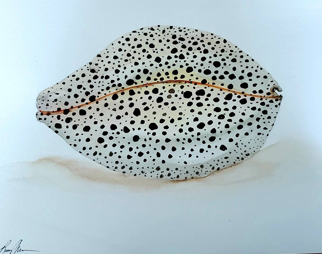 Cowrie Sea Shell Watercolor Painting, Ocean Life Art, Coastal Art ...