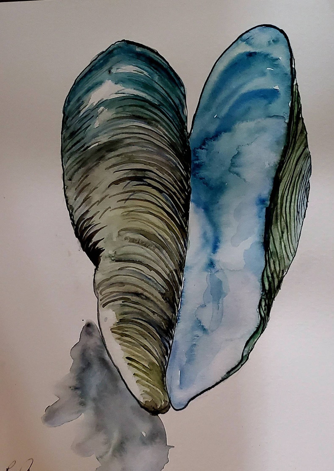 Gorgeous Mussel Shell Watercolor Painting, Sea Life Art, Hamptons Style ...