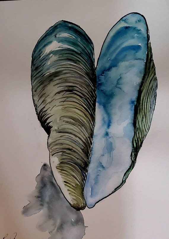 Gorgeous Mussel Shell Watercolor Painting Sea Life Art - Etsy