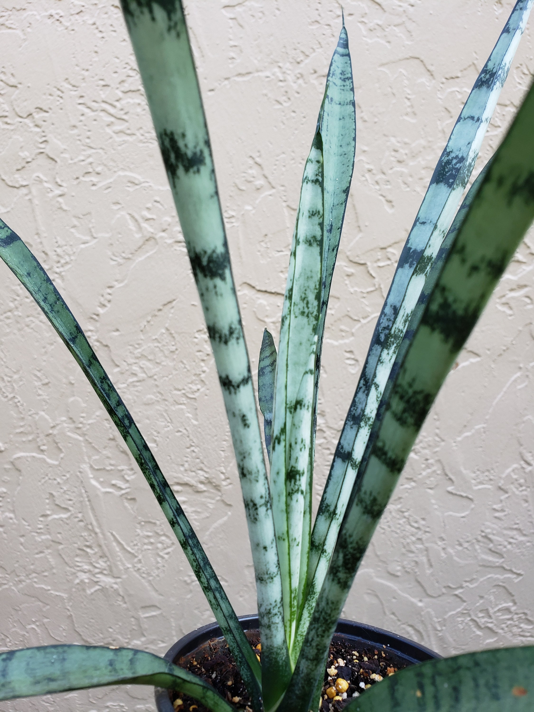 Grey Snake Grass