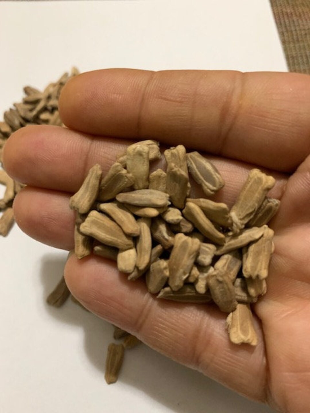 Guiro/bottle Gourd Seeds/lagenaria Siceraria/non Gmo/fall Garden (10 ...
